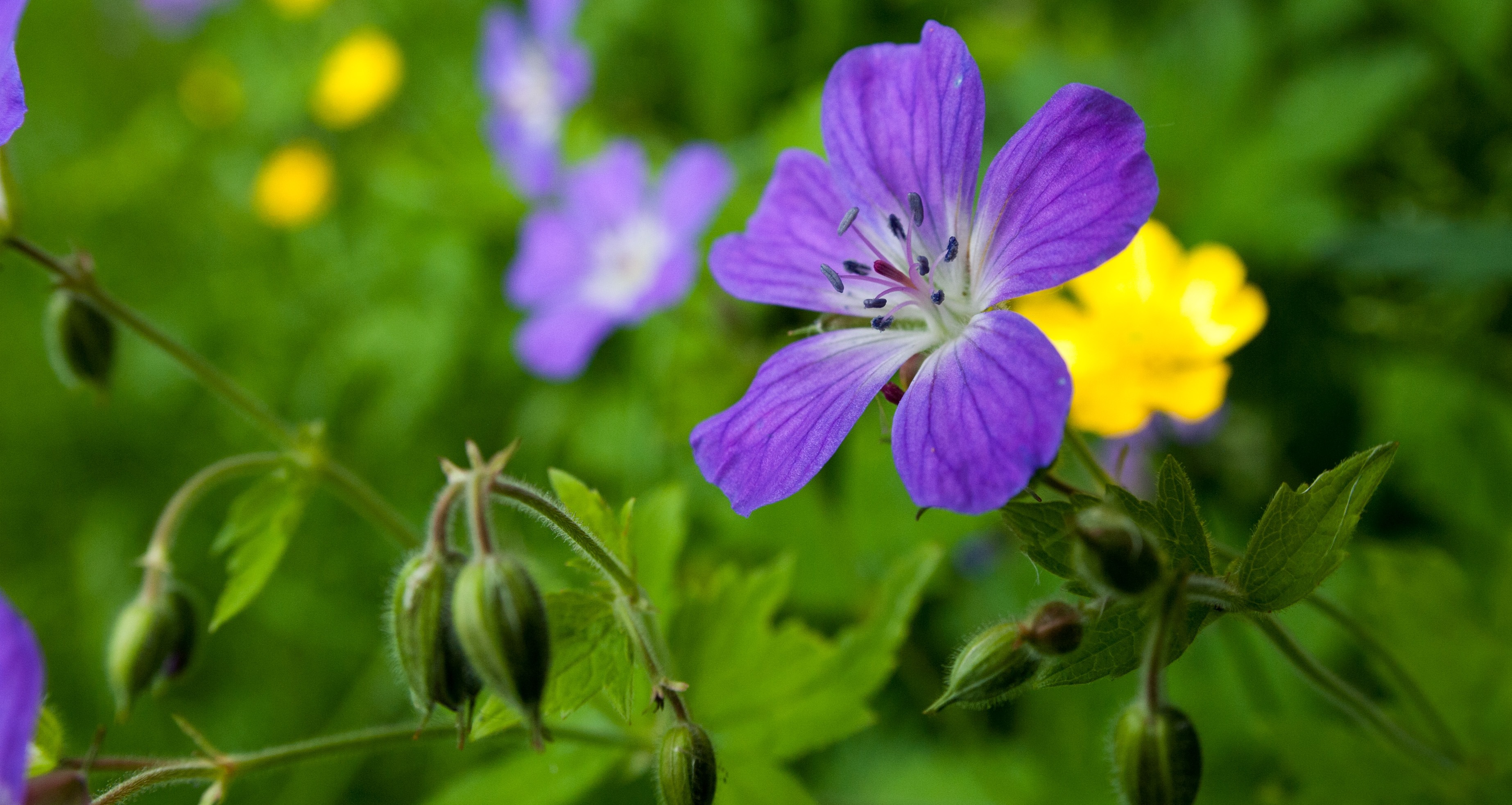 Bli kjent med villblomstrane våre
