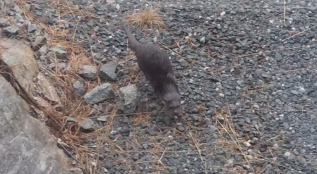 Har aldri sett oter her før